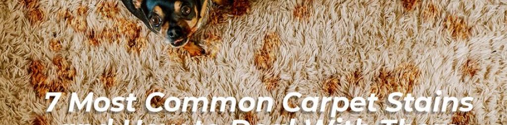 Carpet Stain Issues and remedies - Utah Flooring & Design